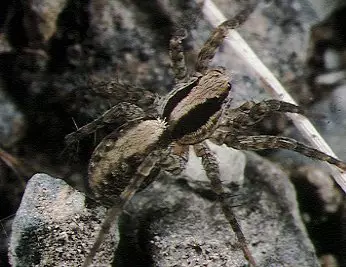 5 marudzi matsva e spider anowanikwa muPrimorye