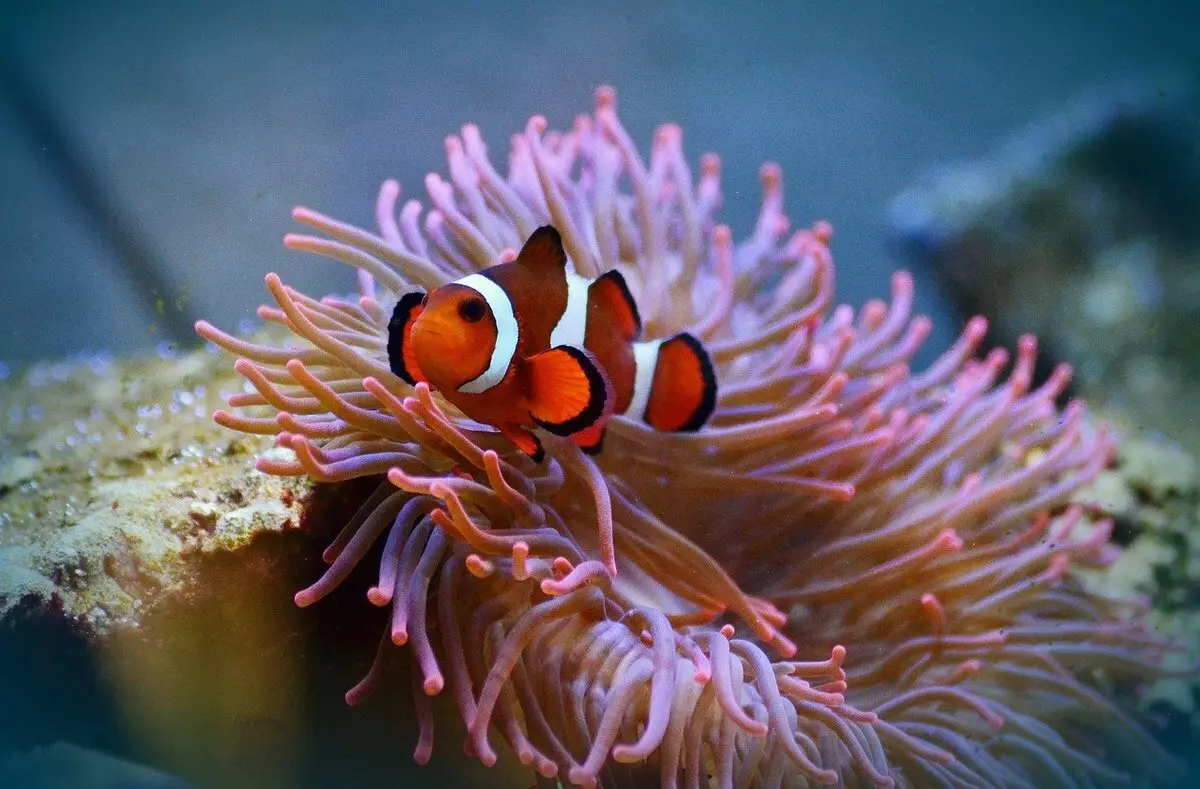 Nemo axtarış: Fish klounlar təhlükə var