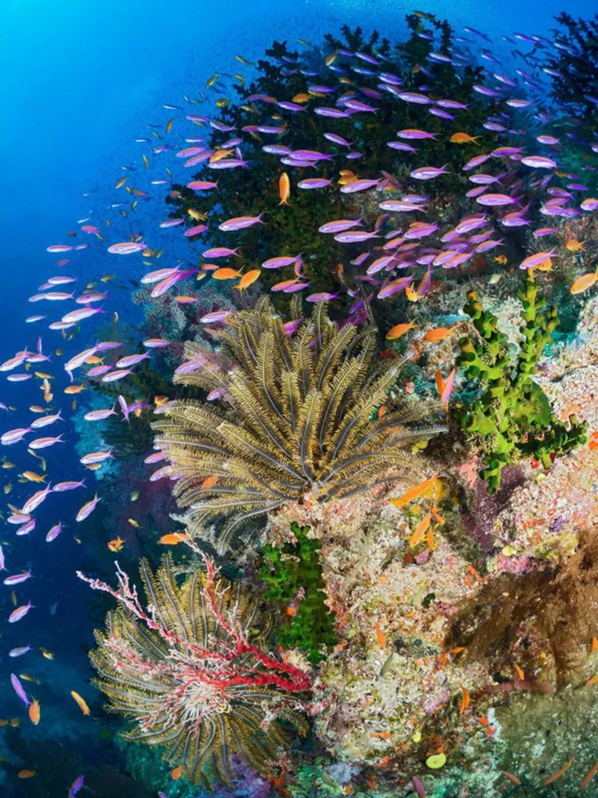 Binuhay ng mga siyentipiko ang mga coral reef, kabilang ang mga tunog ng buhay sa dagat