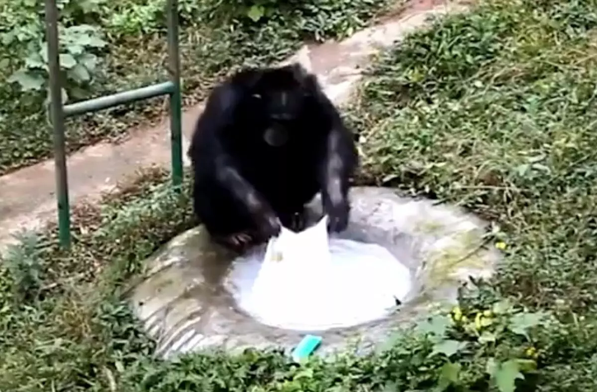 Chimpanzee etas lan melu ngresiki: Video