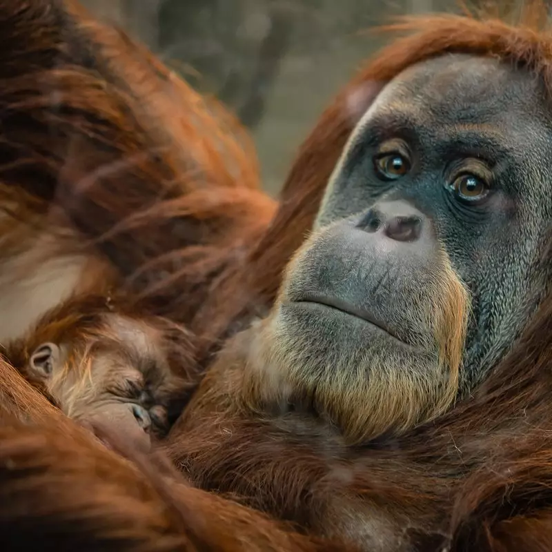 Sa England, Orangutane natawo, ang matang sa nga anaa sa ibabaw sa verge sa mapuo: video