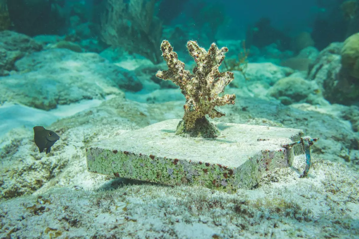 Yuav ua li cas kom txuag coral reefs nrog 3-d technology