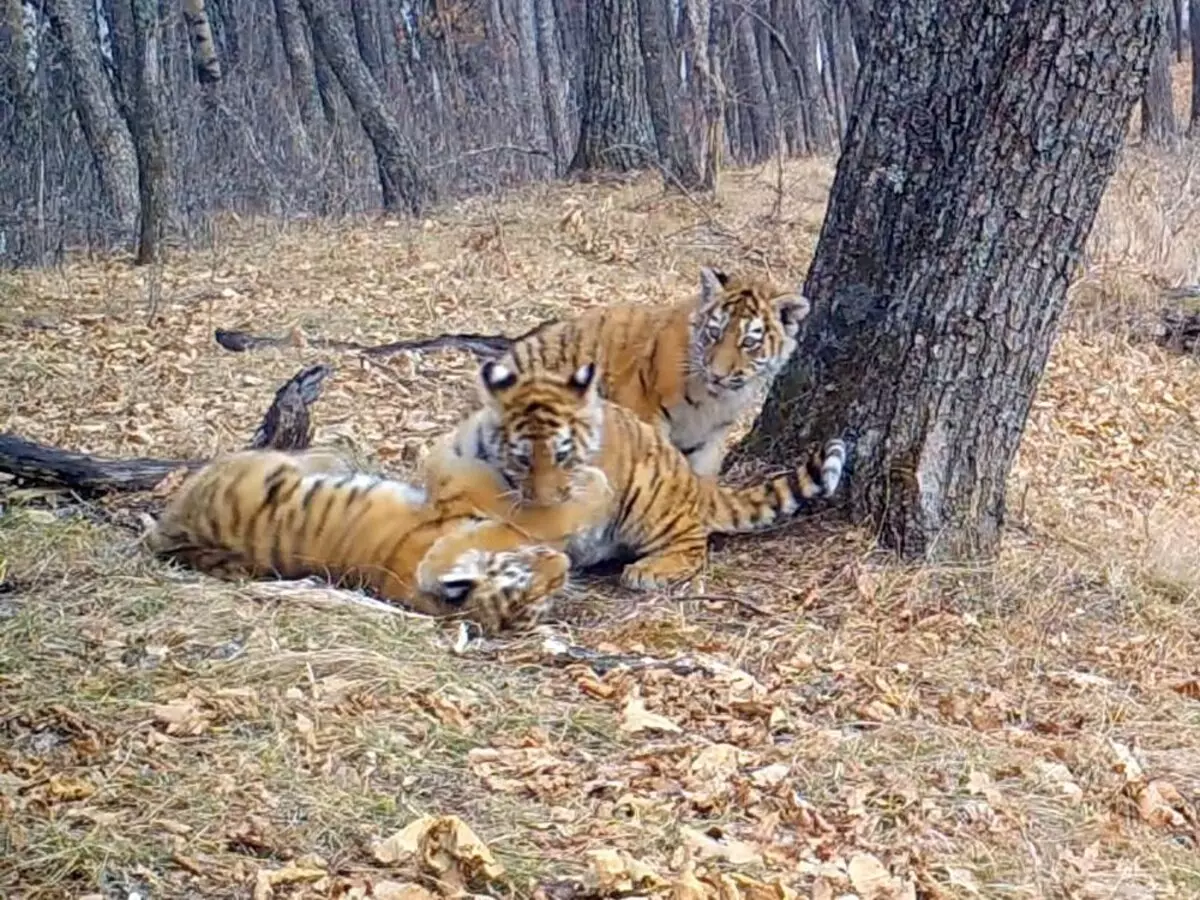 Trucs dels gats ratllats: Amor cadells de tigre festa