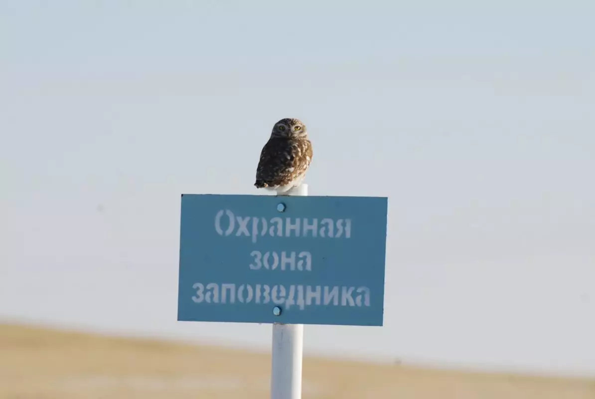 Daurry Steppe HeadBeat: Borgeting Lakens