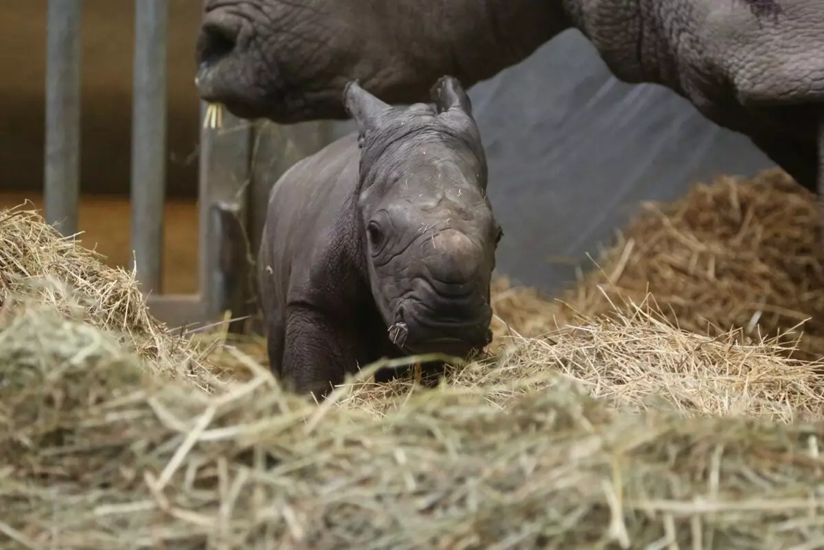 Rhino ya Rarest White alizaliwa nchini Ubelgiji. Mwanzoni mwa karne ya XX, alikuwa karibu na kutoweka