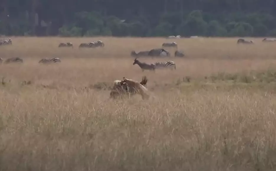 Hungry Lioness Hunts til GNU: Video