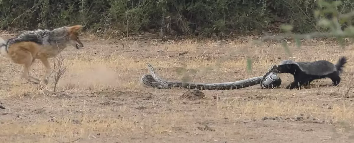 O ai o le a 'aina o ai: faʻalavelave i le va o le tagata faʻafomaʻi, python ma le lua jackels