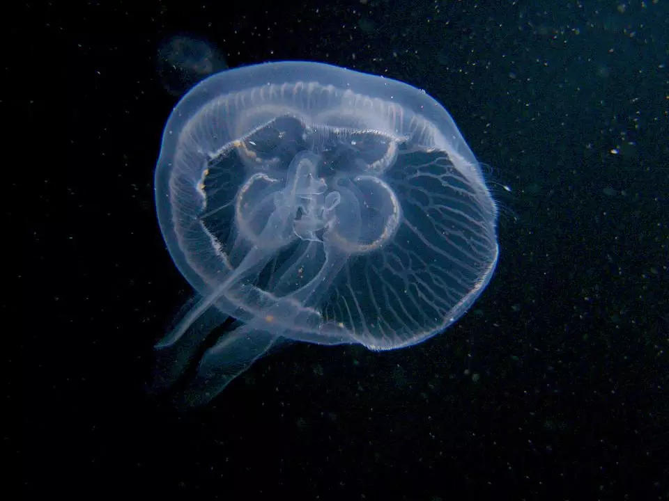 Sevastopol மீது eared jellyfish படையெடுப்பு: வீடியோ