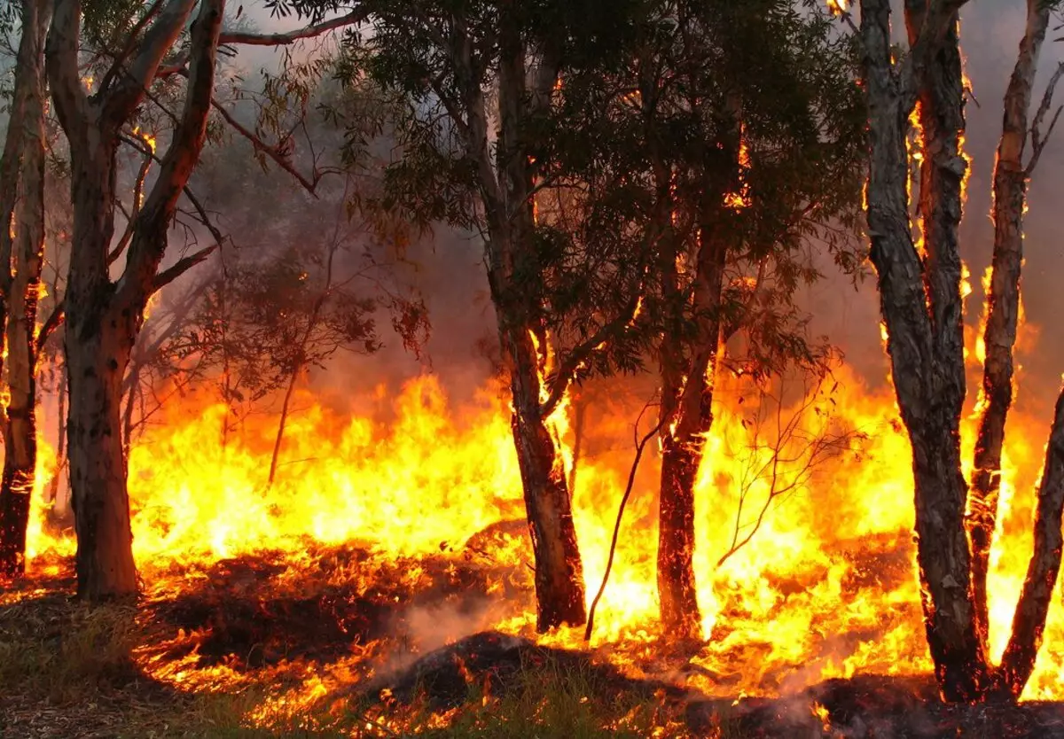 Fajroj en Aŭstralio kondukis al la emisión de 50% de la jara karbona dioksido en la atmosfero