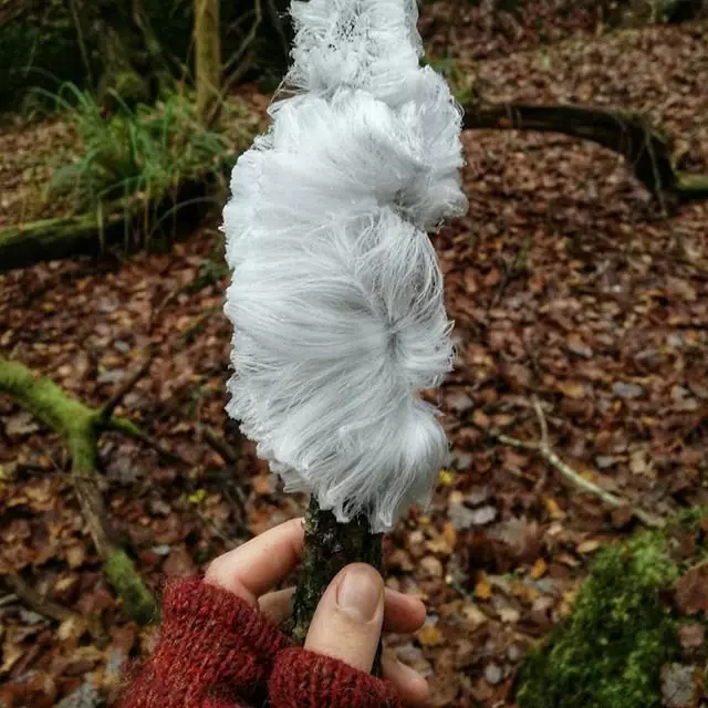 Dans la forêt a grandi "poilue glace": qu'est-ce que c'est?