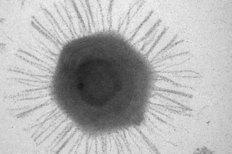 I botten av Mariana depression hittades prover av användbara jätte virus