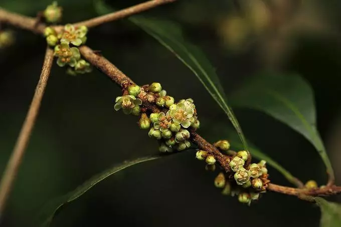 Nouvelles plantes ouvertes grâce aux réseaux sociaux