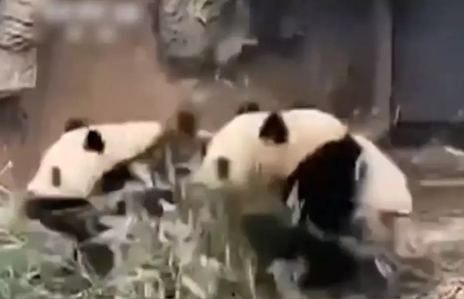 Panda disimpan dari gempa bumi: Video