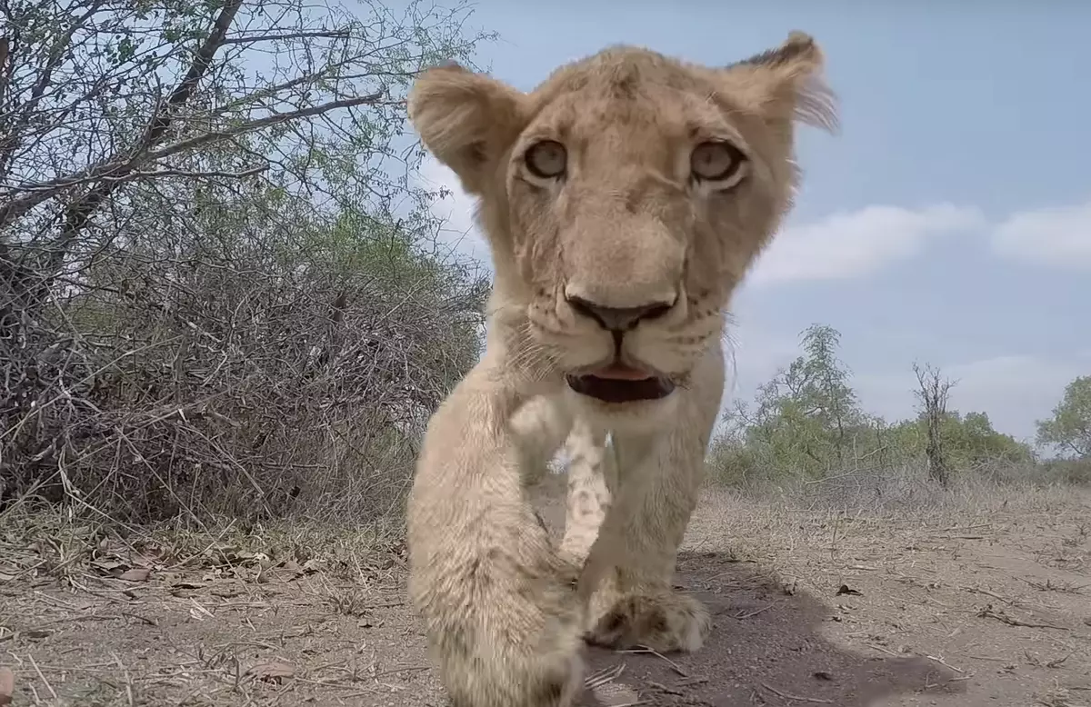 Kumwenyura, ukuramo kamera: Guhura ninyamaswa zo mu gasozi hamwe na GoPro