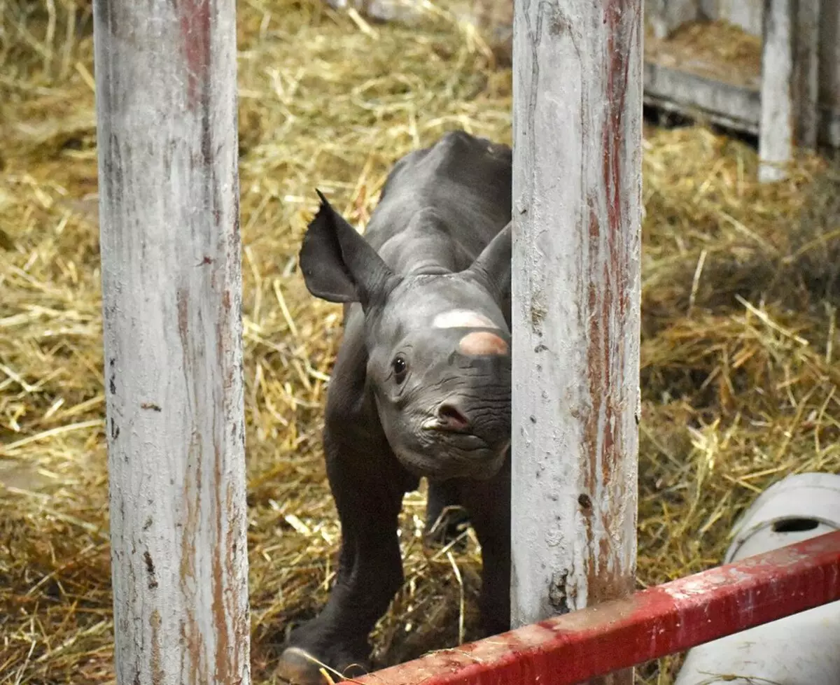 Fanau mai o le rarest uliuli rhino: vitio