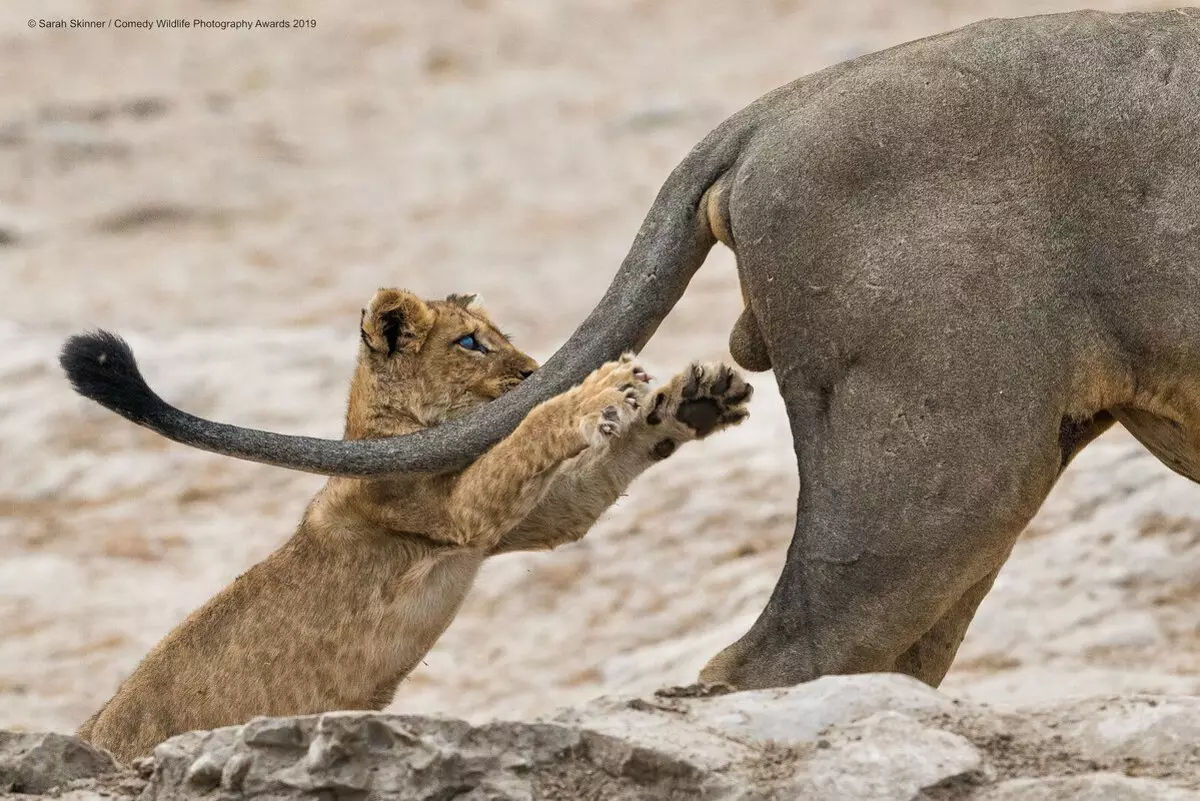 Pinakamahusay na nakakatawa wildlife snapshots para sa 2019.