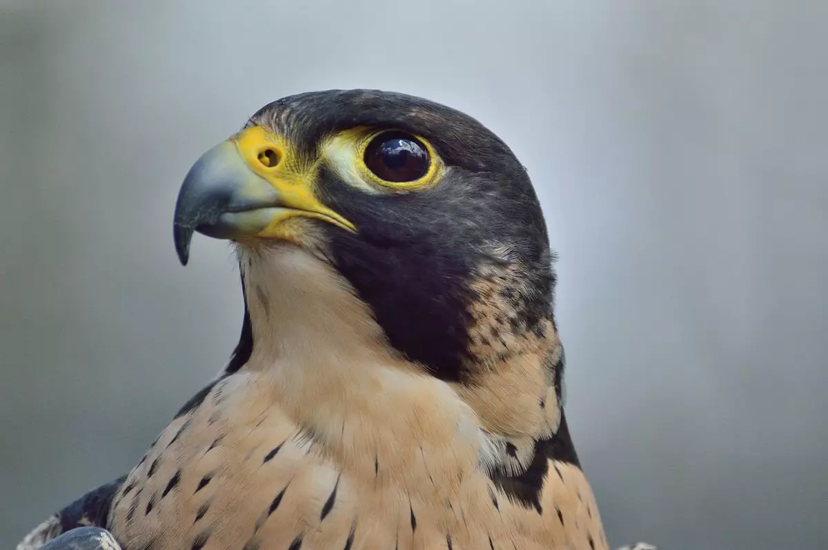 For the first time measured the rate of response of a falcon