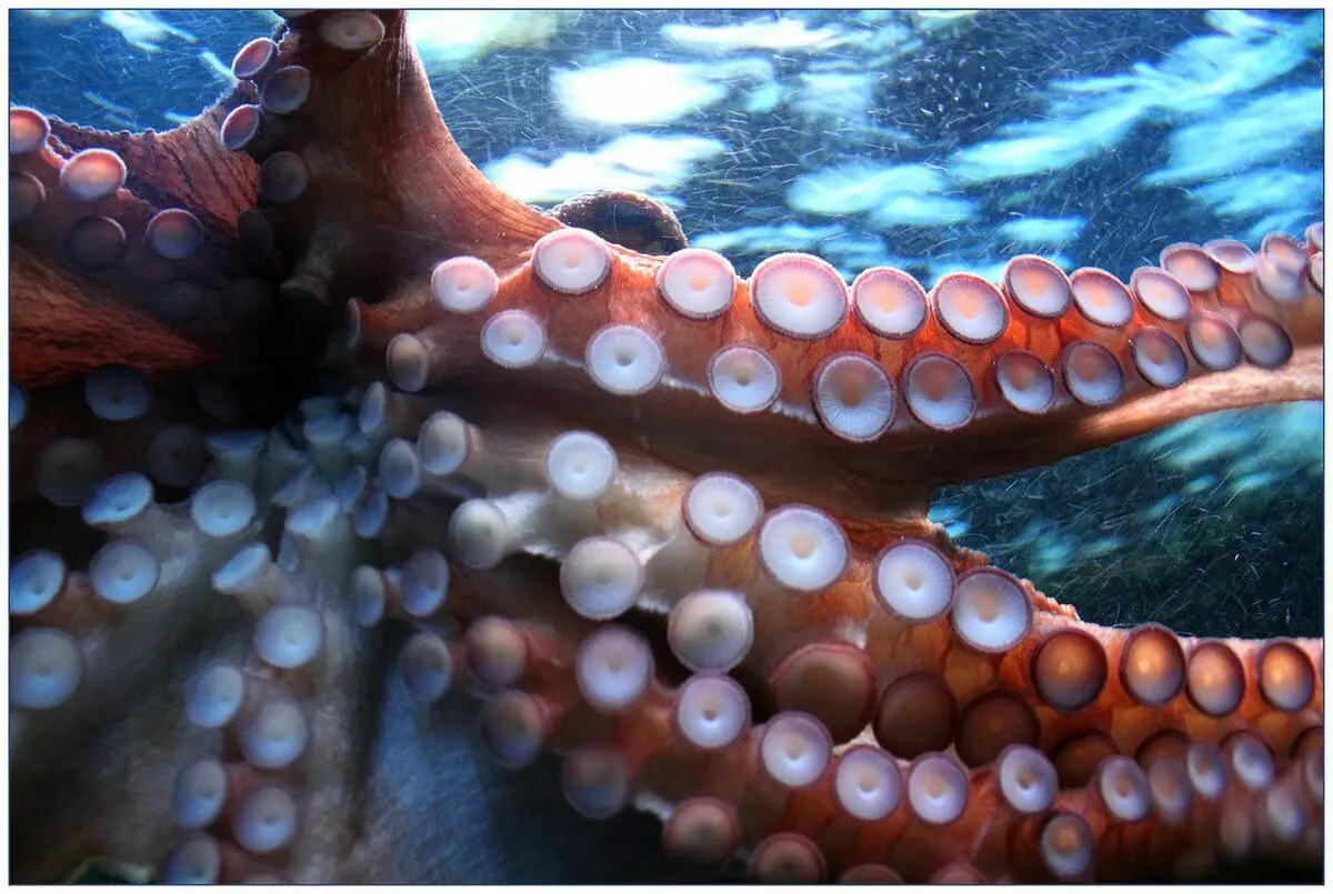 Octopus-250101_1280.jpg.