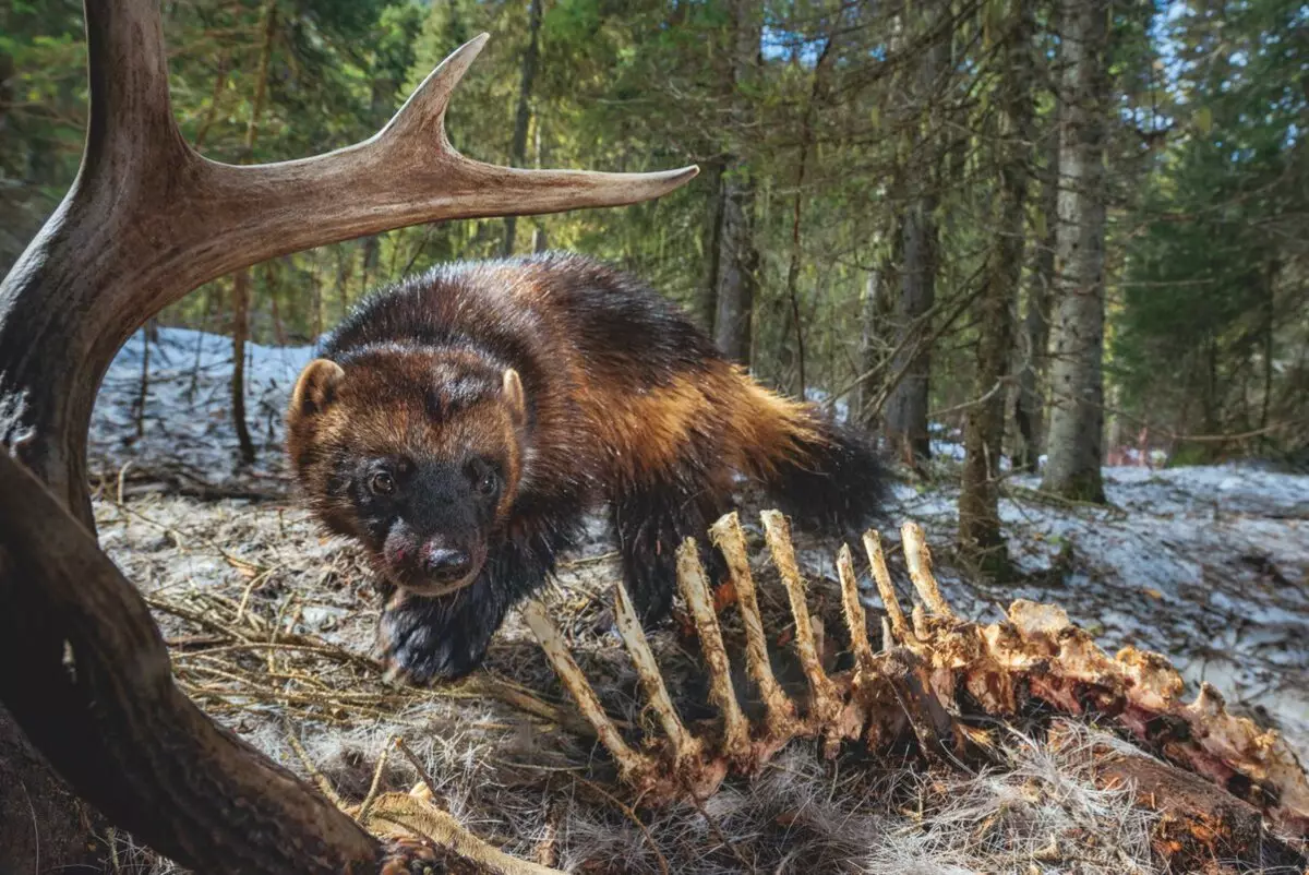 Wolverine: Goroeswyr