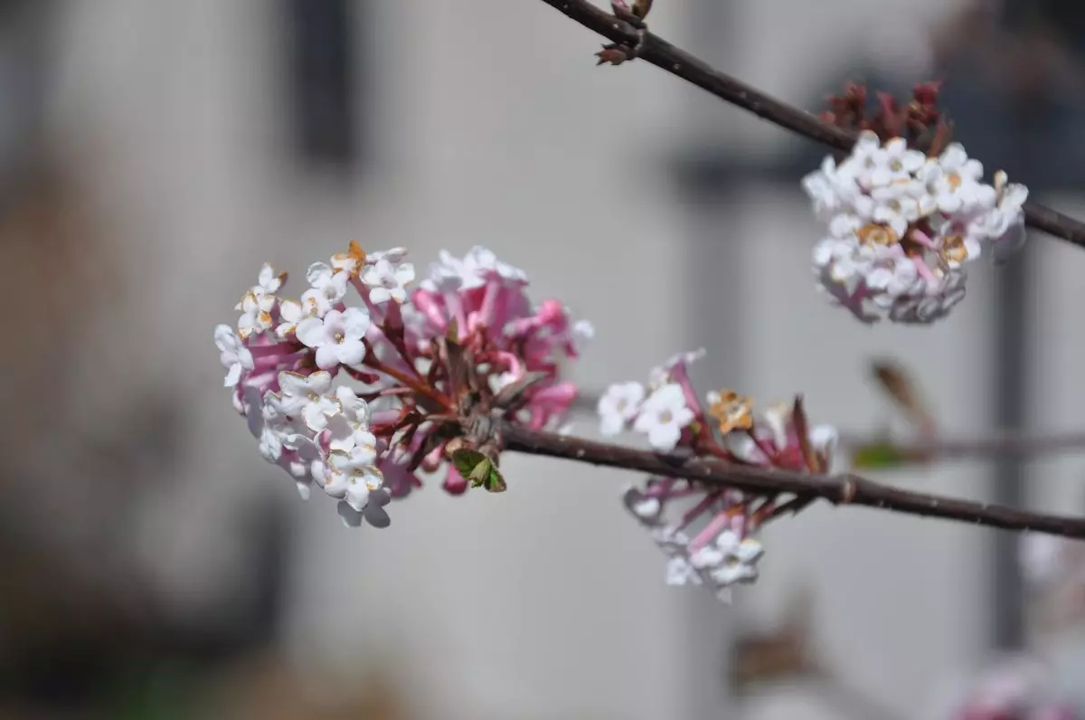 Kalina flowers in St. Petersburg, mushrooms and butterflies appeared