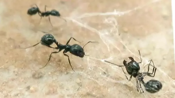 Walang pag-iimbot ants i-save ang mga kamag-anak: video.