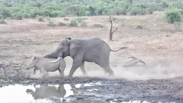 Les millors escenes de la vida silvestre en el parc Kruger en 2019