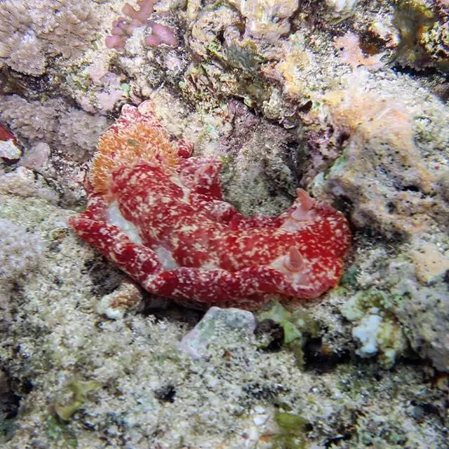 criatura de la mar, com un tros de carn, es va rentar en terra: Vídeo