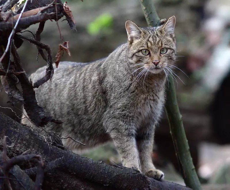 Pinili ng Switzerland ang isang hayop ng taon - sila ay naging isang kagubatan pusa