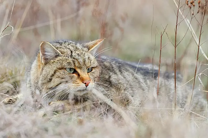 Felis_silvestris_vadmacska.jpg.