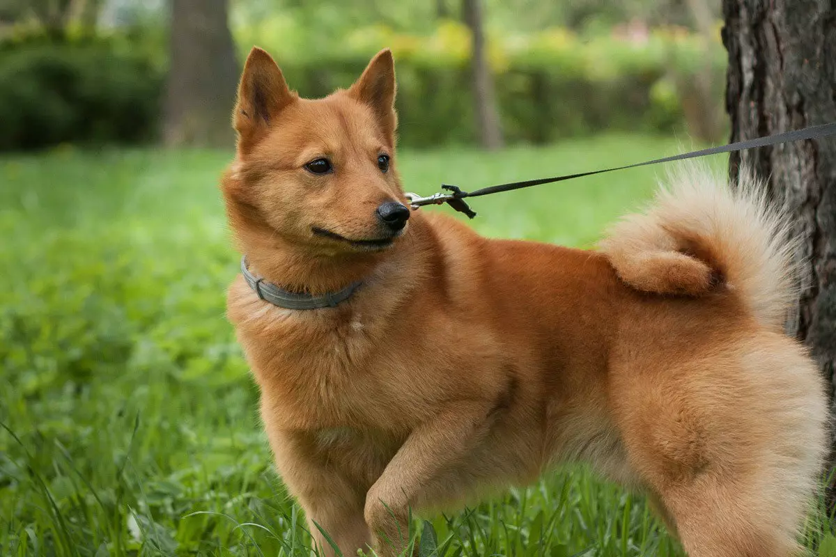 In Russia, una nuova razza di cani è apparso ufficialmente