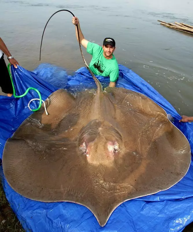 Tailing Giant-Guimanutura - agua dulce gigante