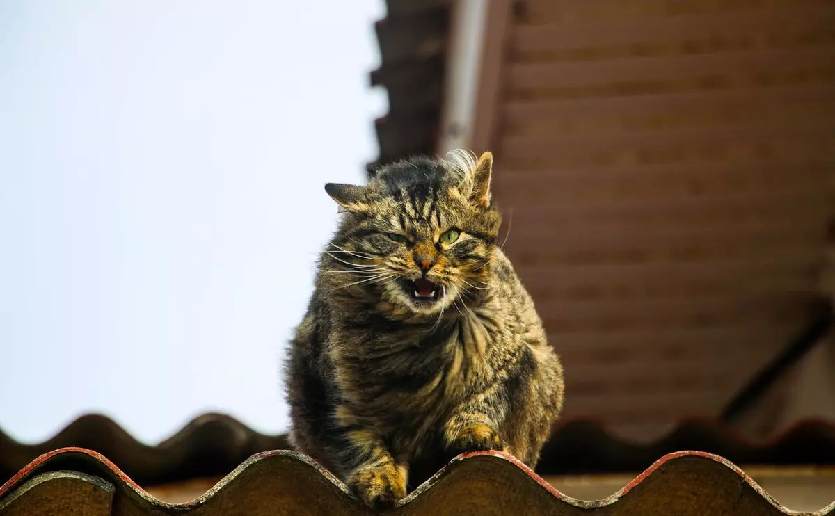 Kucing berani berjuang dengan tiga sejuk: video