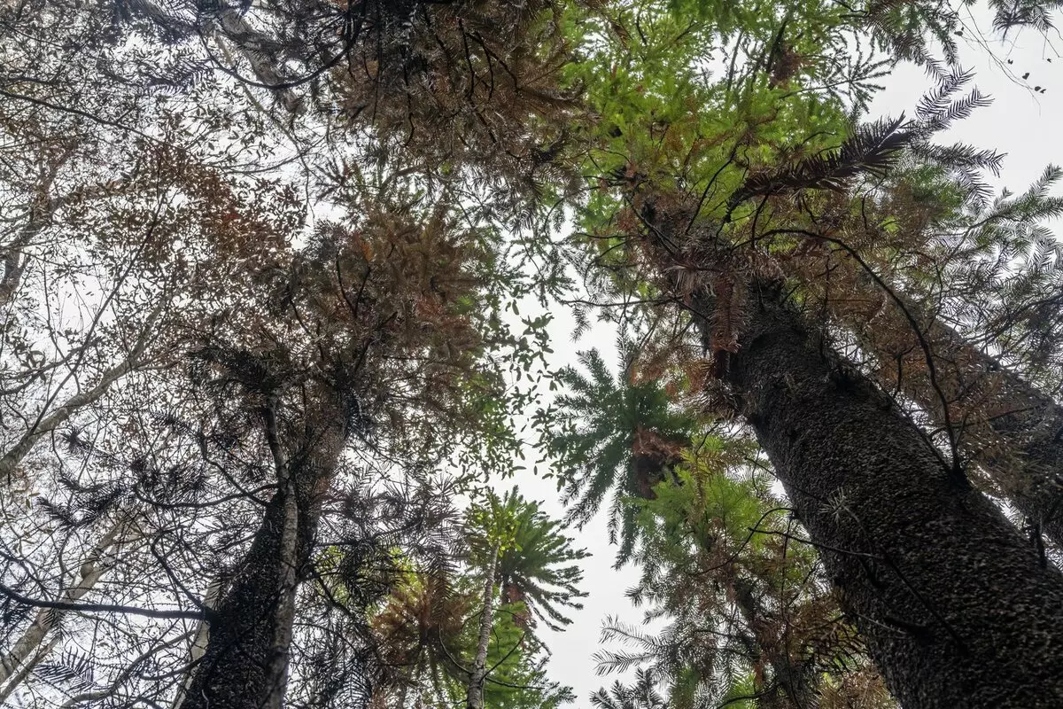 Forêt Australie