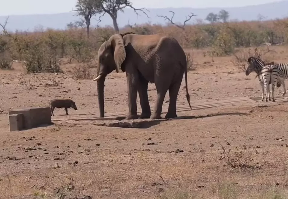 Warthog מונע פיל כדי להרוות צמא: וידאו