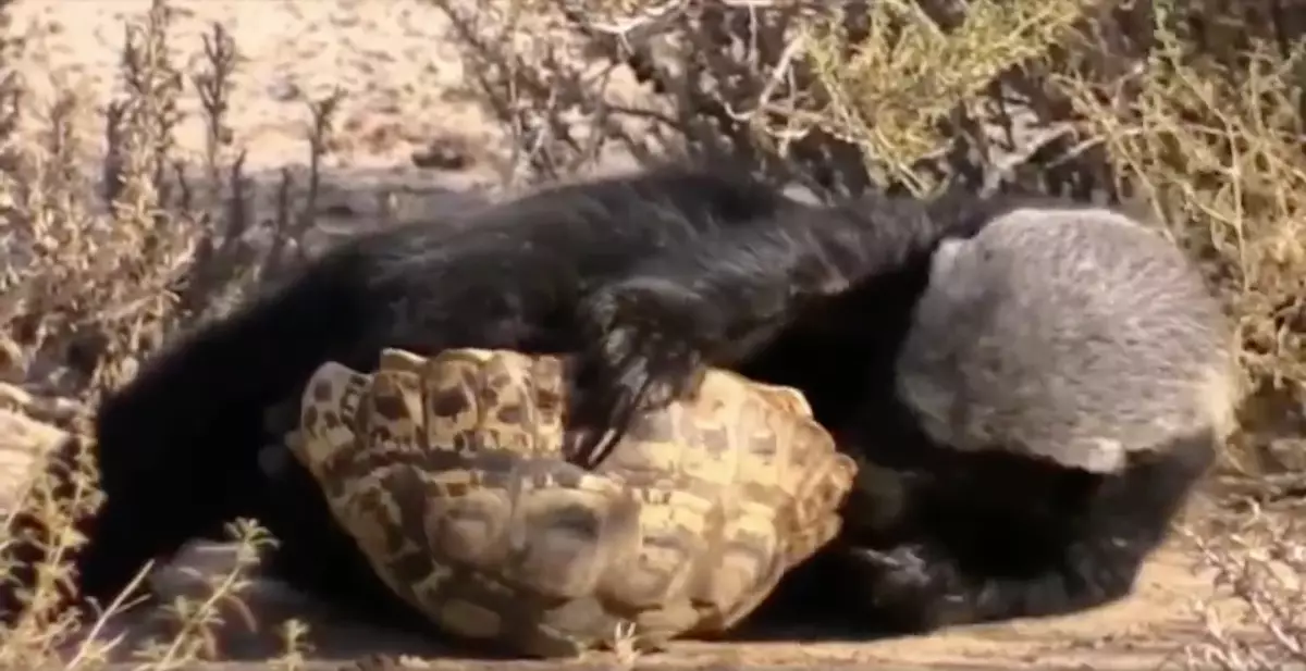 Sköldpaddan sparades från Jackal, men förlorade sin sjukvård: Video