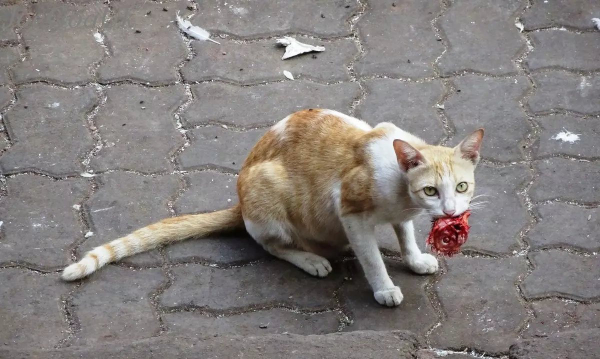 Галимнәр мәчеләр белән аталган кеше мәетләрен ашыйлар