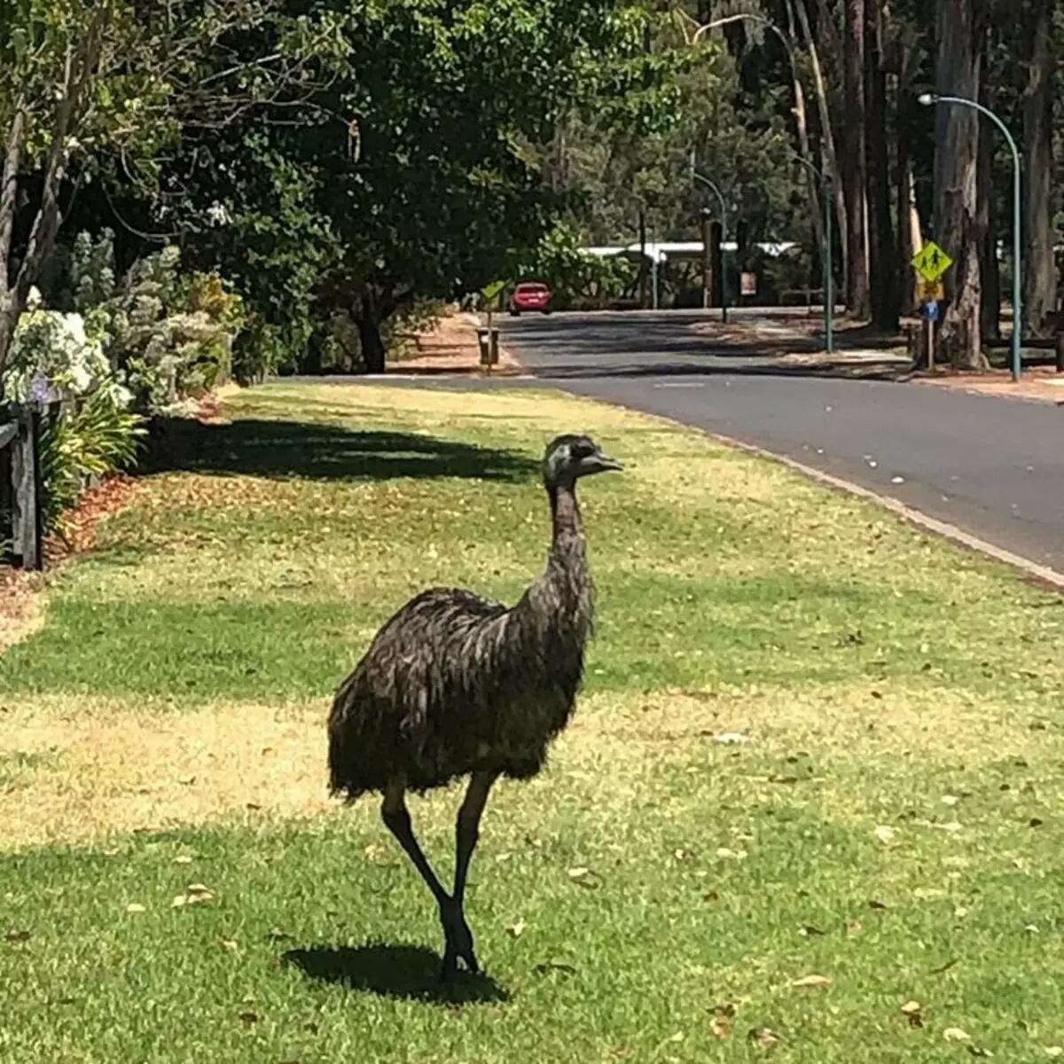 Emu fangede den australske by: Video