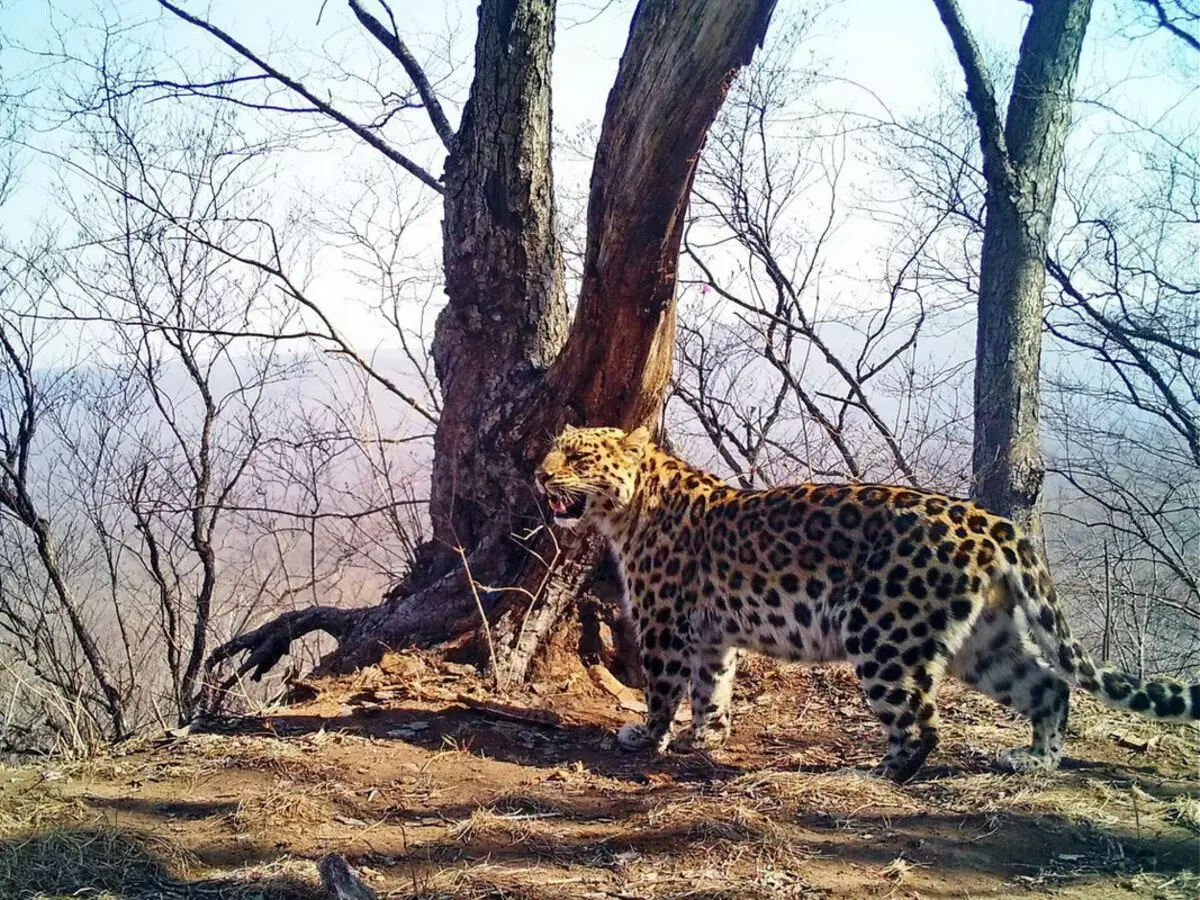 Cómo se organiza la "red social" del bosque de PRIMORSKY NATPARK