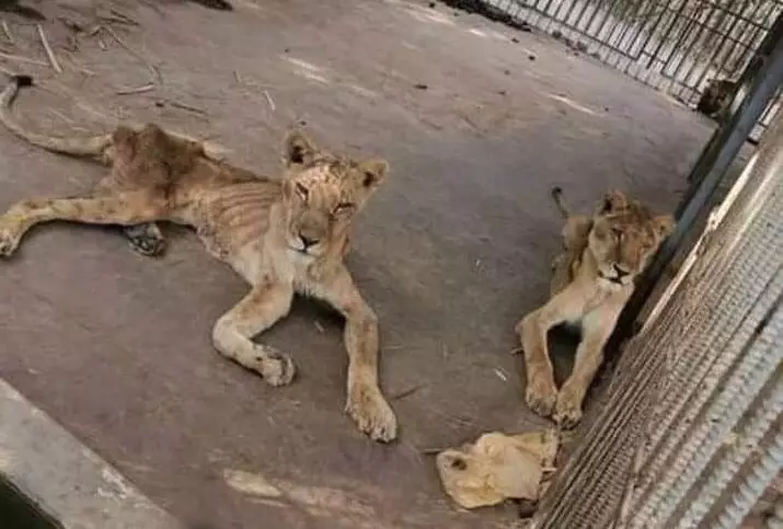 Vam trobar un retador a el títol de "La pitjor zoo de el món"