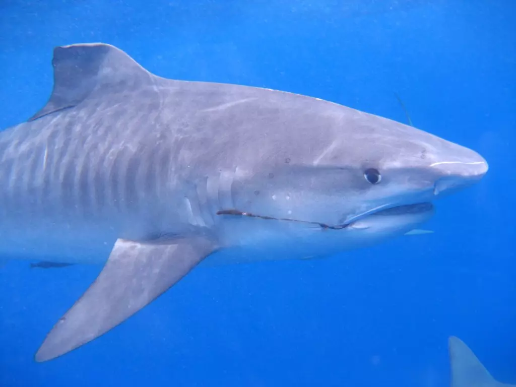 Itermkirina Piercing: Tiger Sharks bi laşên masîvaniyê di laş de dijîn