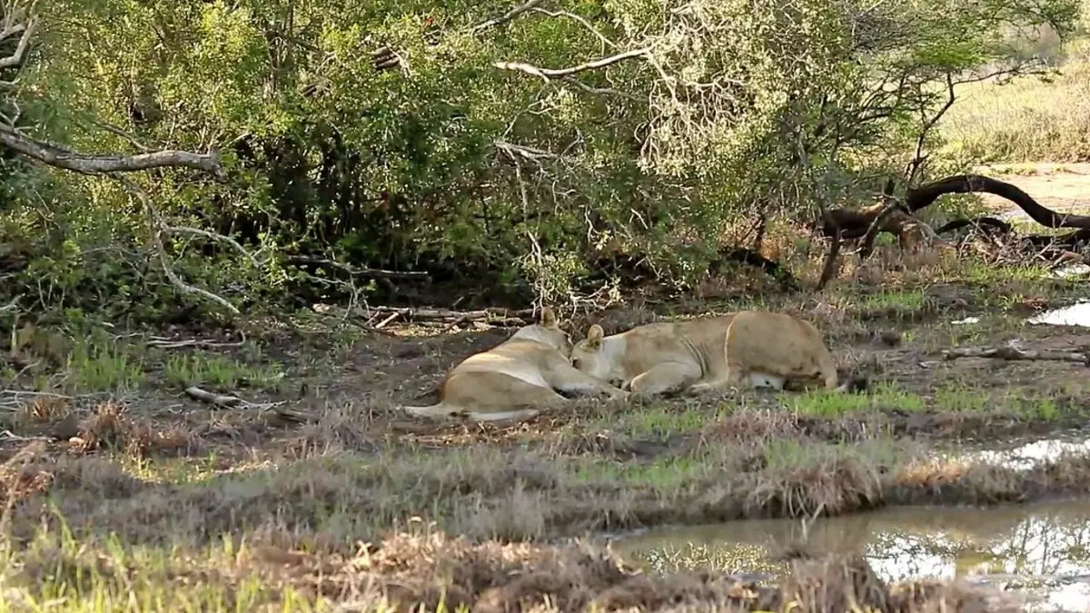 Twee liefdevolle leeuwen raakten geïnteresseerd in elkaar: video