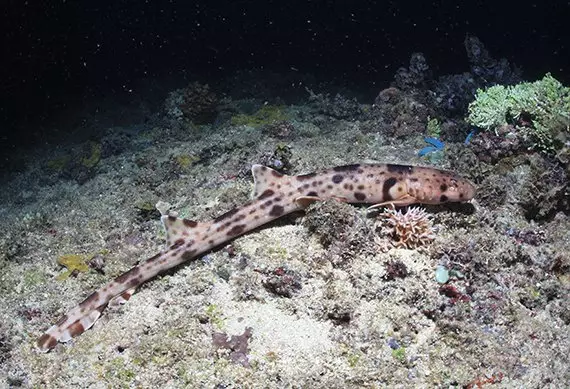 Shark šetnje žustro duž dna do peraja: Video