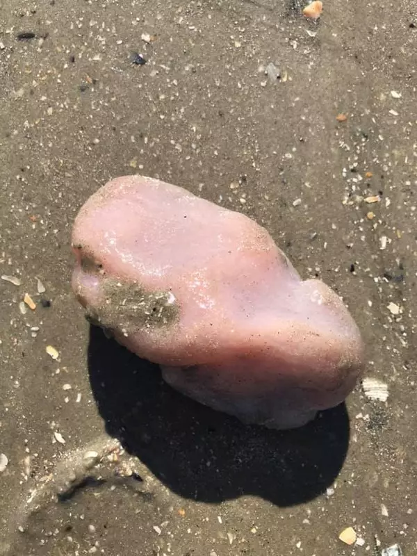 Il-kreatura tal-baħar simili għal biċċa chewing: x'inhu?