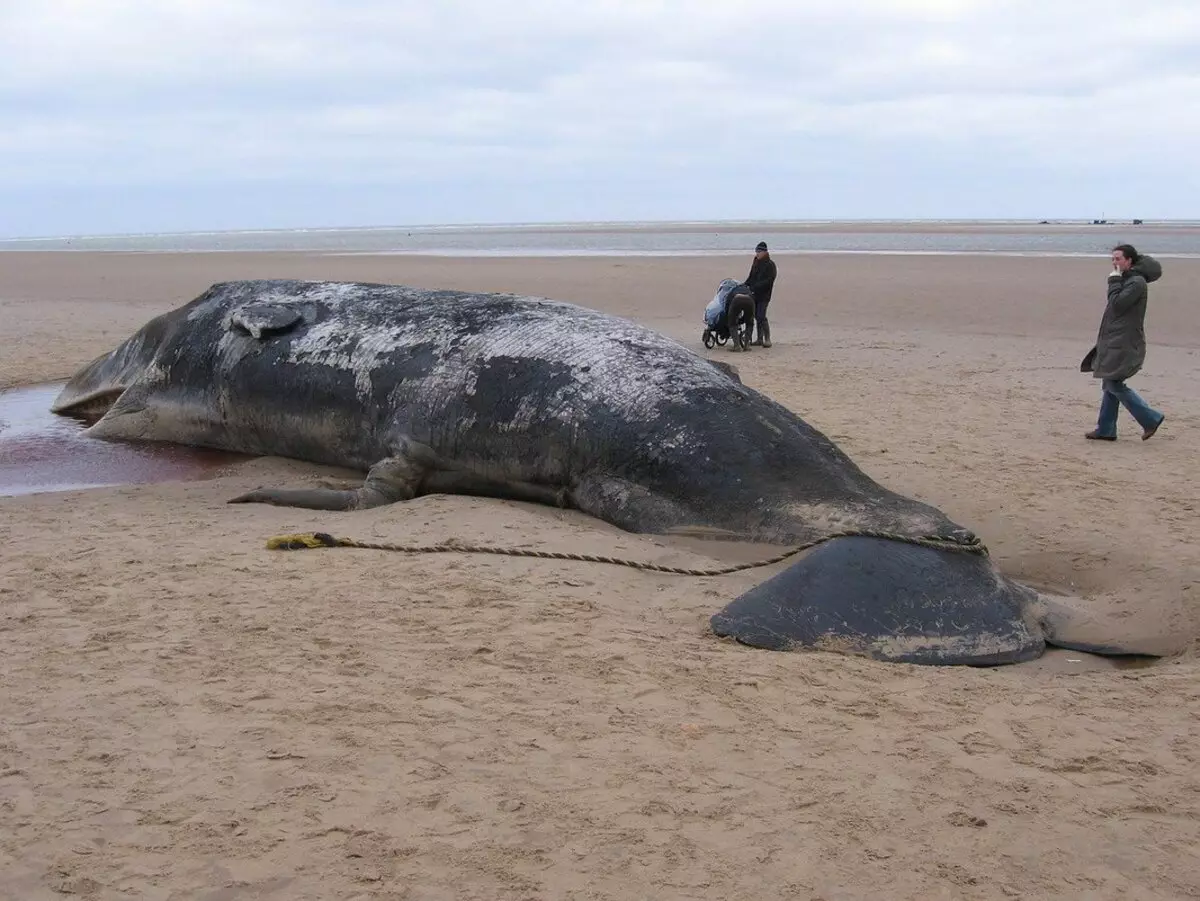 Revelan as causas da morte masiva de ballenas en California