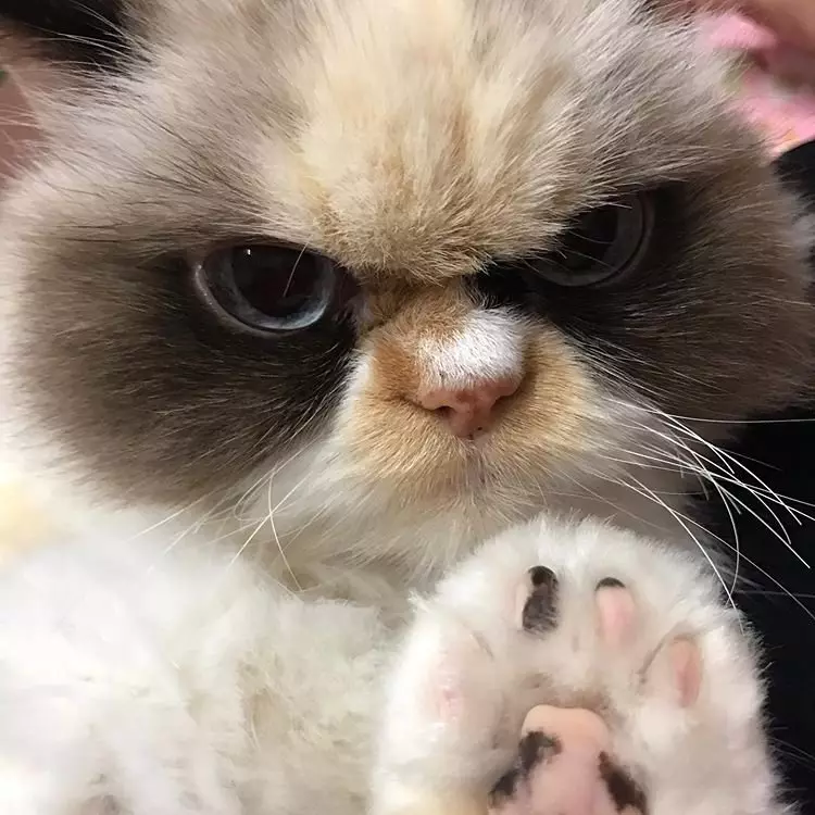 O novo Gato Grumpy atópase en Taiwán. Mire este milagre sombrío