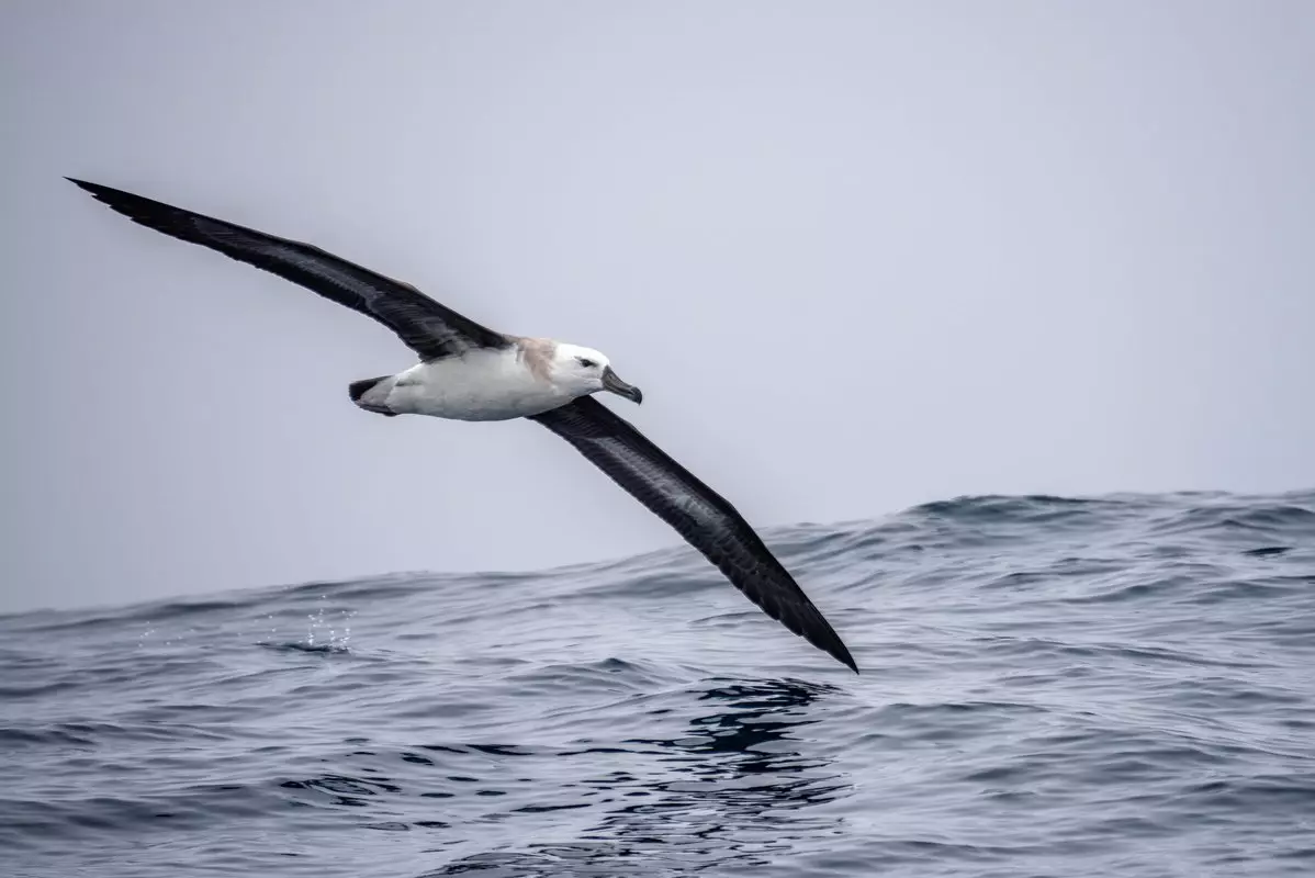 Mga espesyal nga pwersa sa peration: Giunsa ang Albatrosse makatabang sa pagdakop sa mga poachers