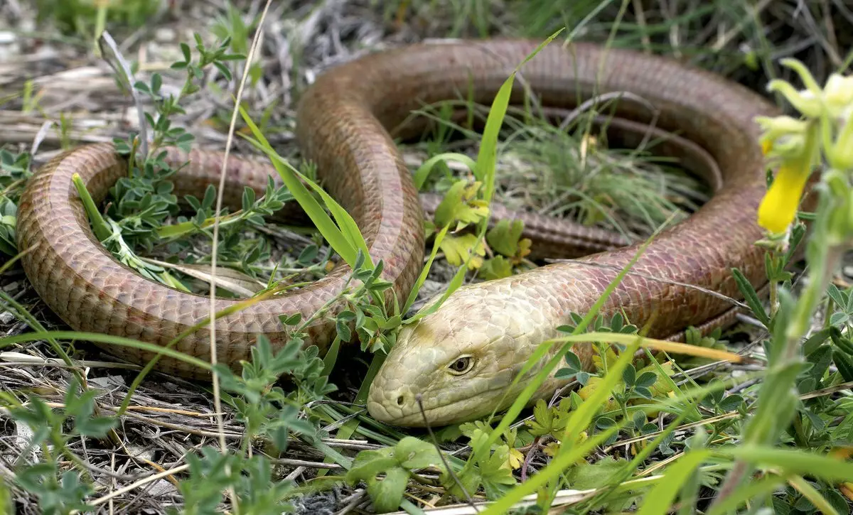 Yolkopusik: úžasná ještěrka, která nemá nohy