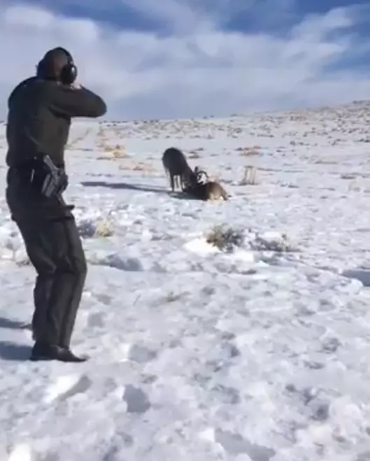 Shot - ένας εκκεντρικός τρόπος αντιμετώπισης των κέρατων ελάφια