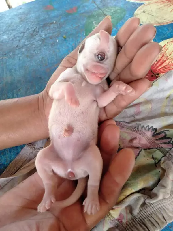 Cyclops Puppy Born in Thailand: Video