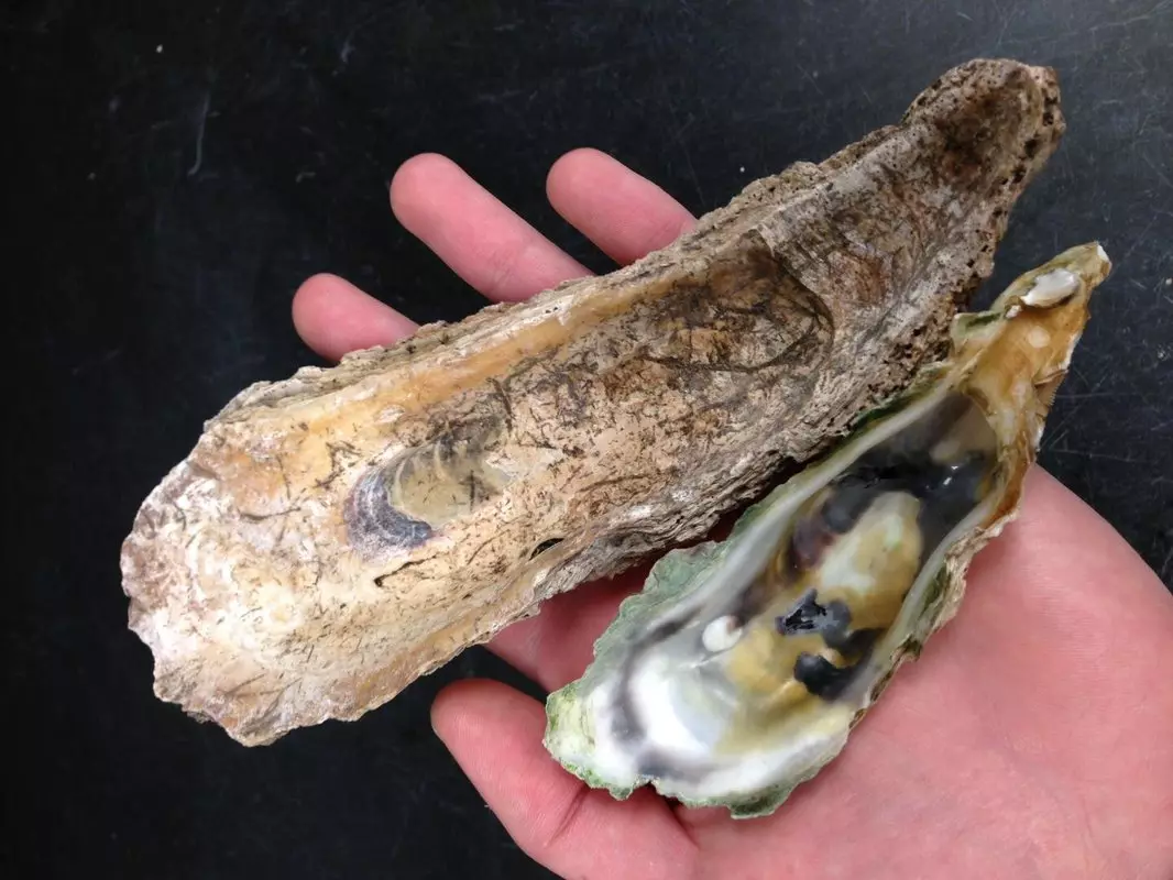 Kutheni oysters enkulu shwaka zivela elunxwemeni Florida